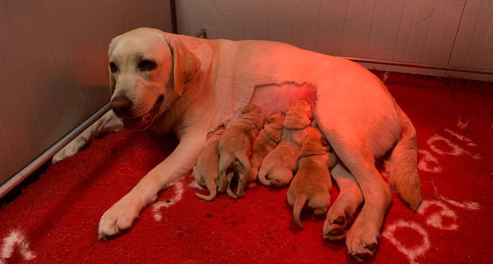 I 5 cuccioli di labrador che cercano una casa prima di diventare cani guida - Il Notiziario